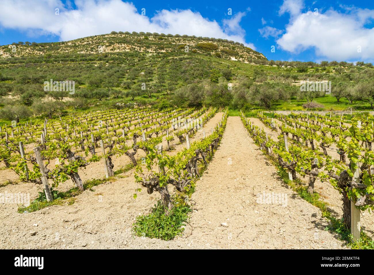 Mediterranean grapevines in springtime, blue sky and hills in the ...