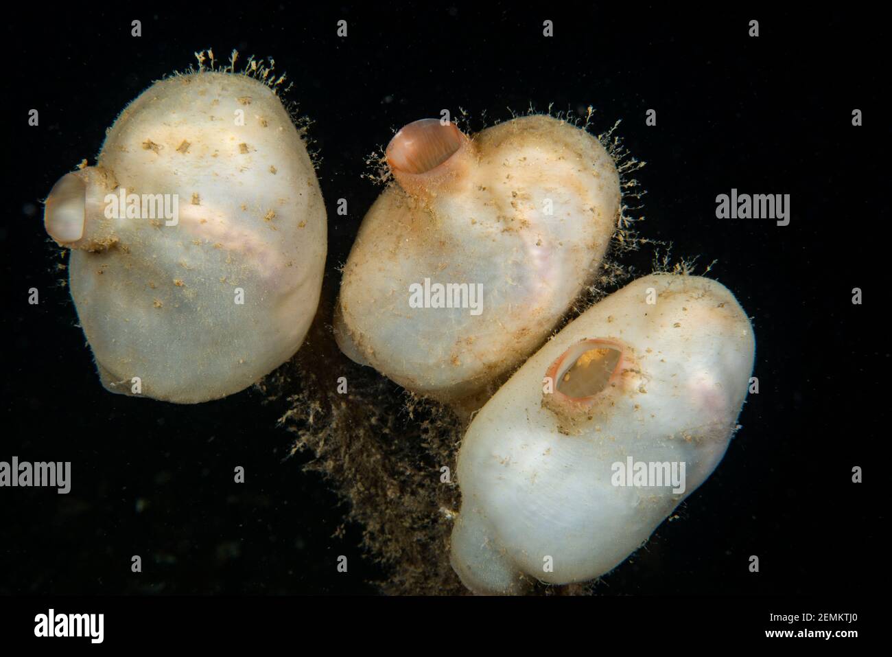 Sea potato underwater in the St. Lawrence Estuary Stock Photo - Alamy