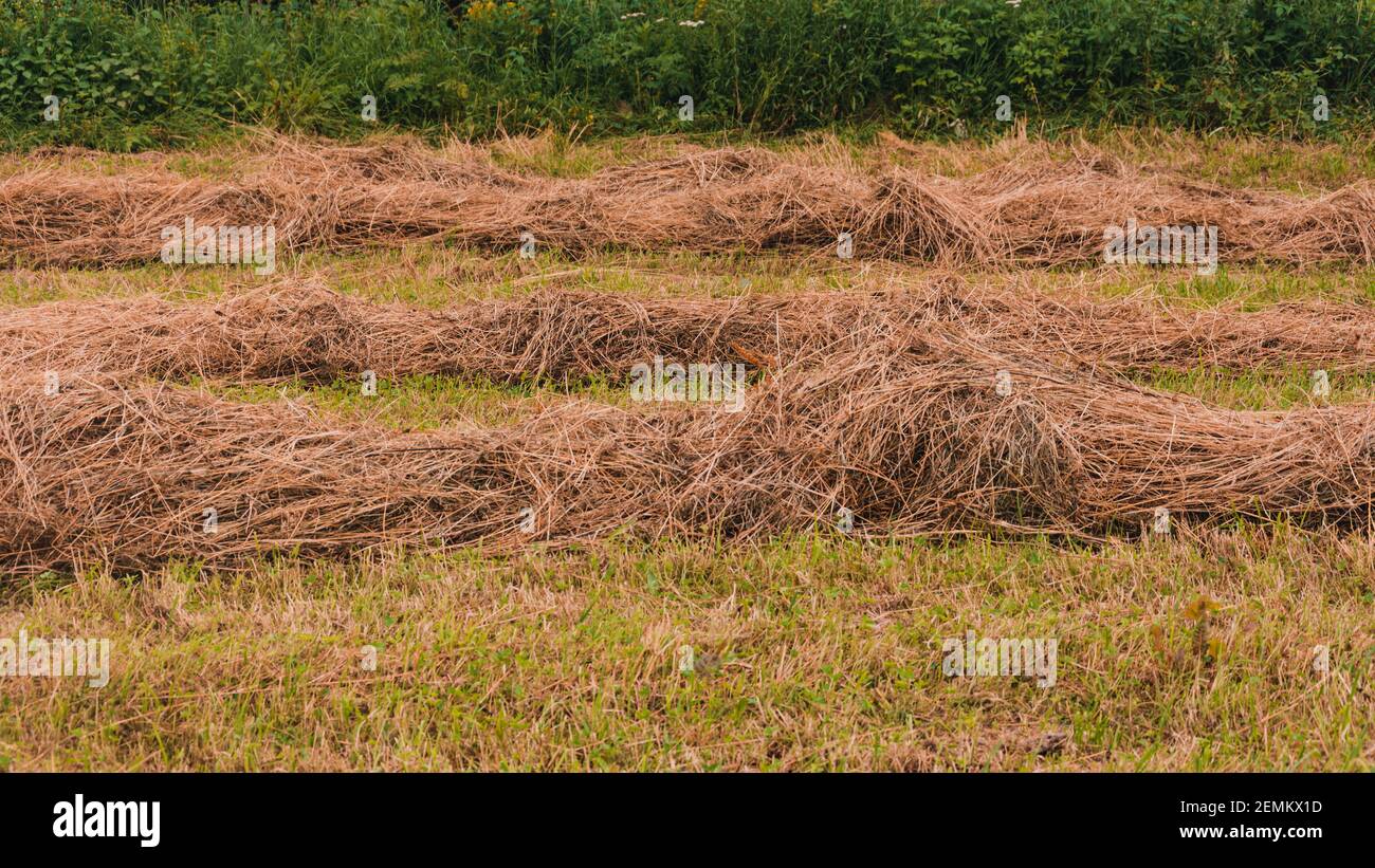 Baled barley field hi-res stock photography and images - Alamy