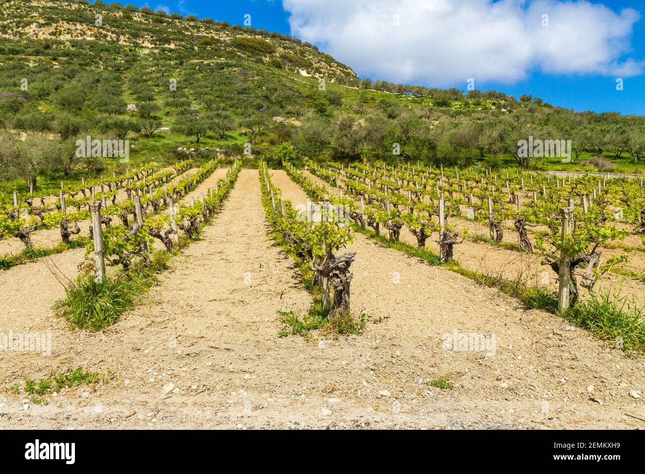 Mediterranean grapevines in springtime, blue sky and hills in the ...