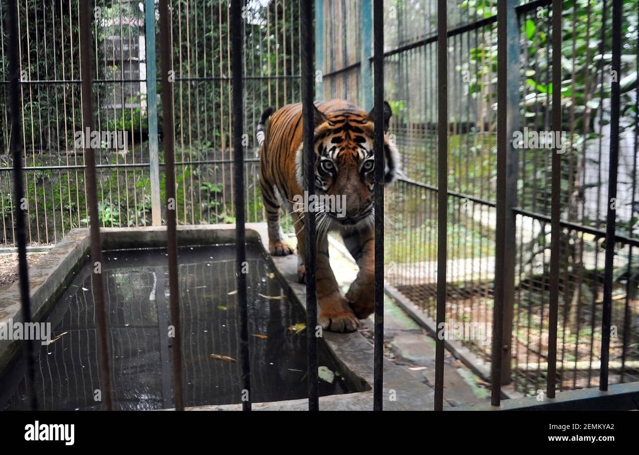 A sumtran tiger is seen at the cage of the Animal Sanctuary Trust ...
