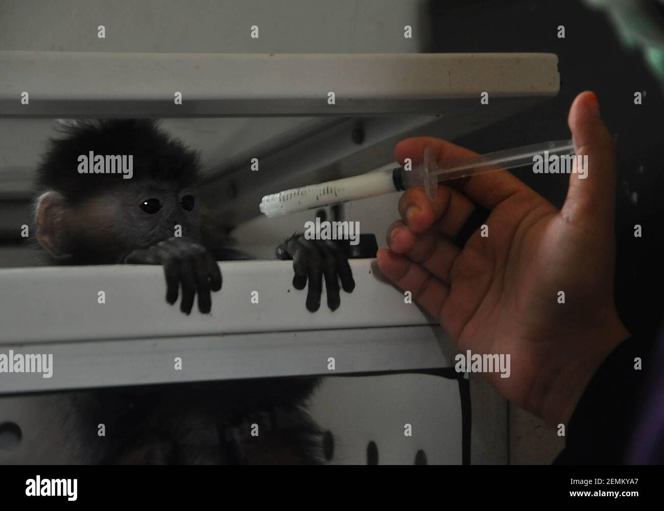 ASTI officers were seen giving vitamins to a Javanese Lutung monkey at ...