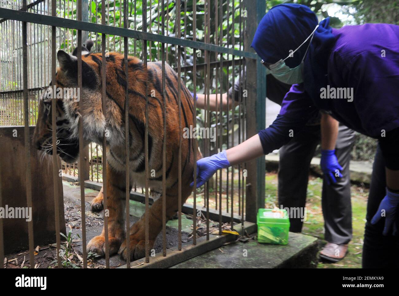 Animal Sanctuary Trust Indonesia (ASTI) officers are seen examining and ...