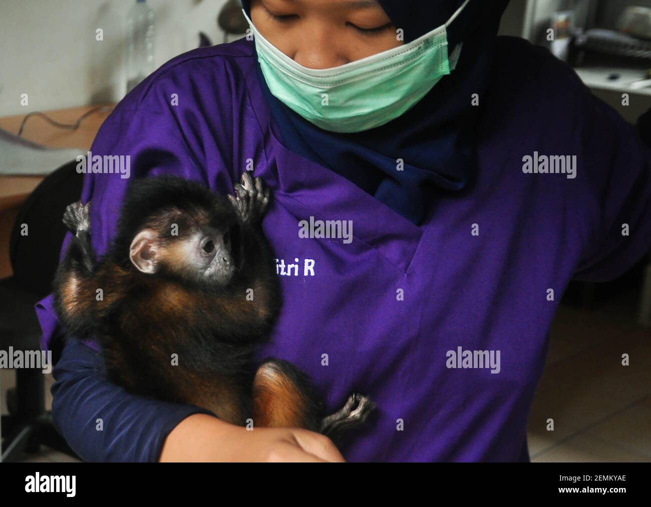 ASTI officers were seen carrying a Javanese Lutung monkey at the cage ...