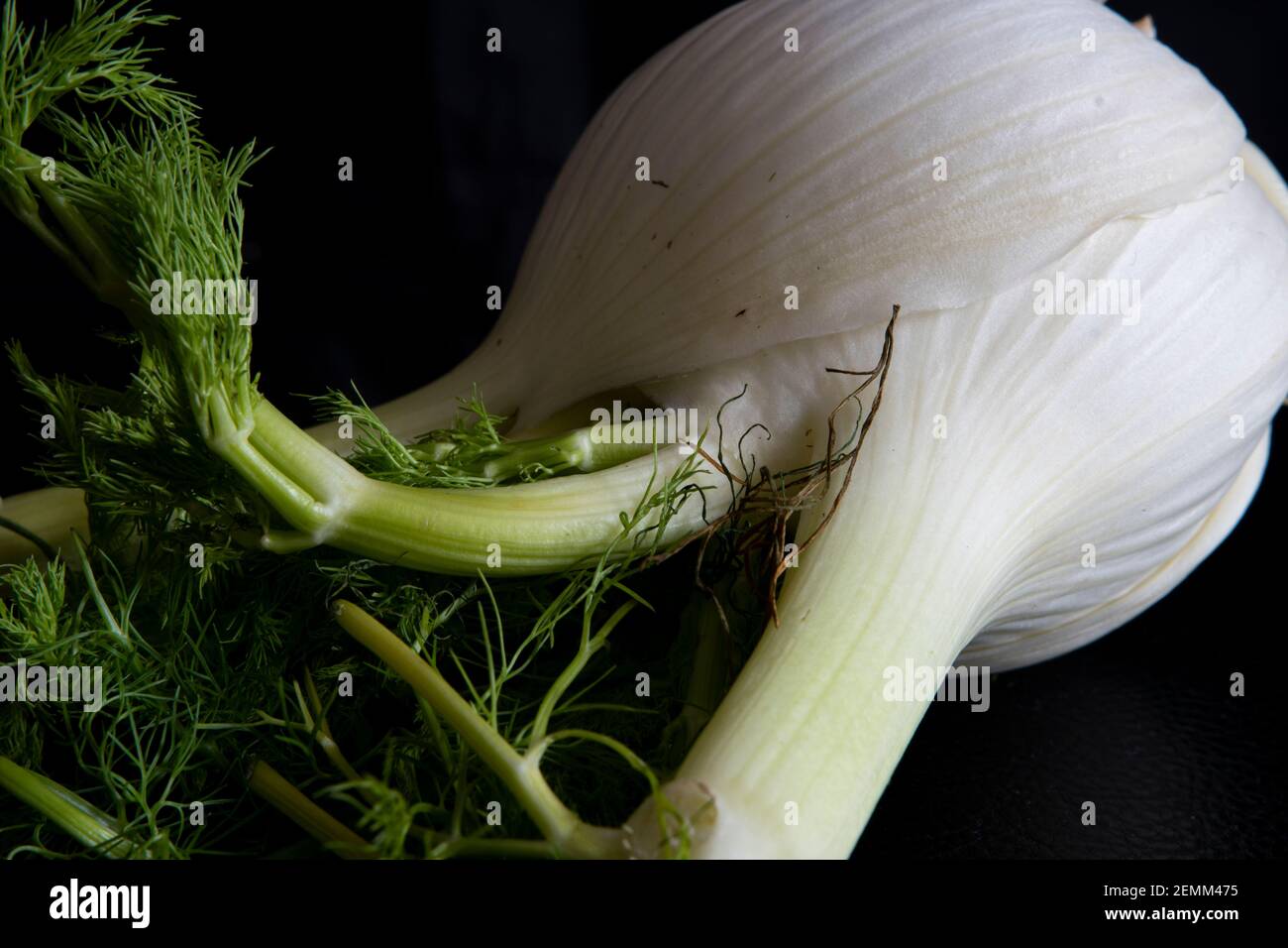 Fennel grass hi-res stock photography and images - Alamy