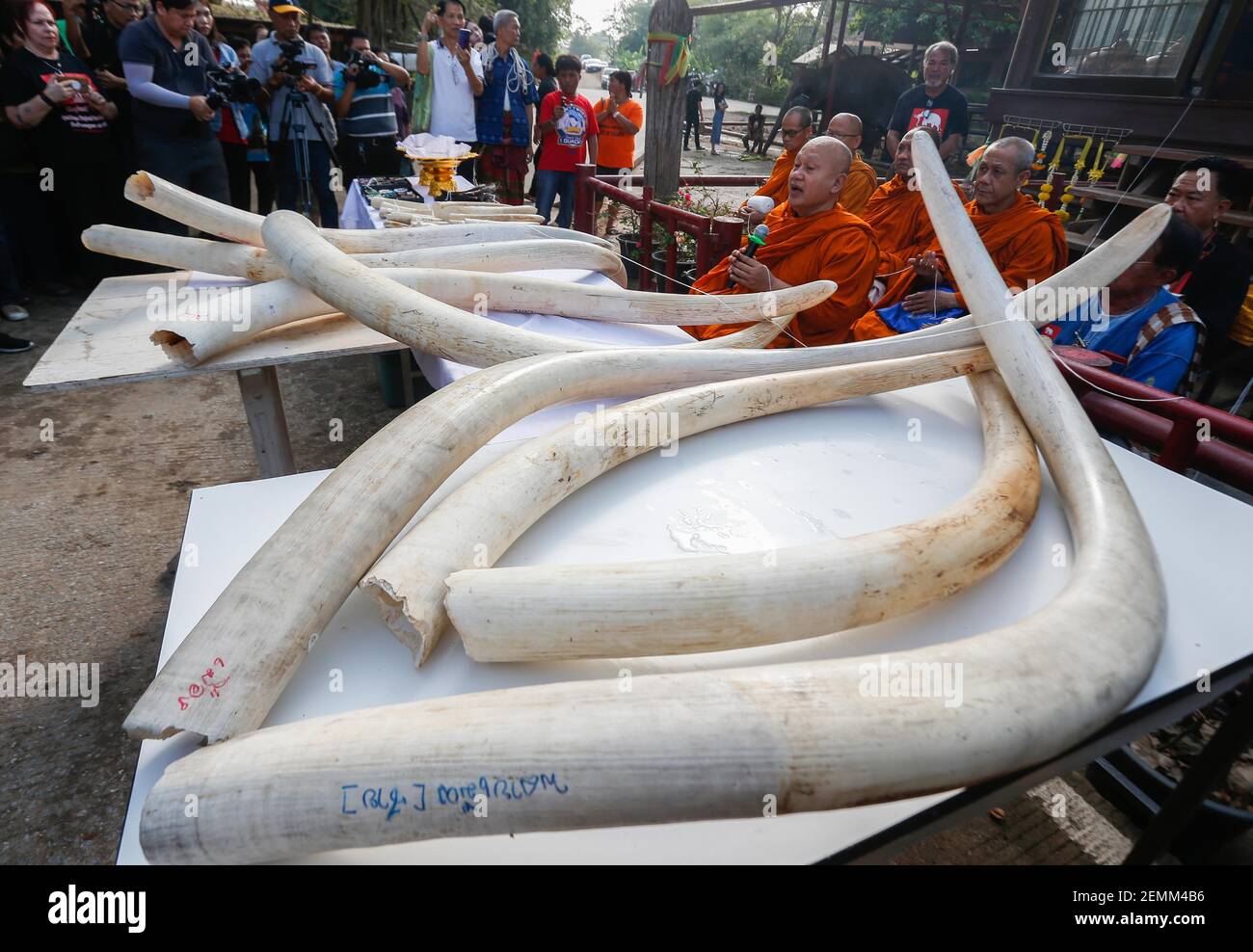 Buddhist monks pray behind elephant tusks during Thailand's national ...