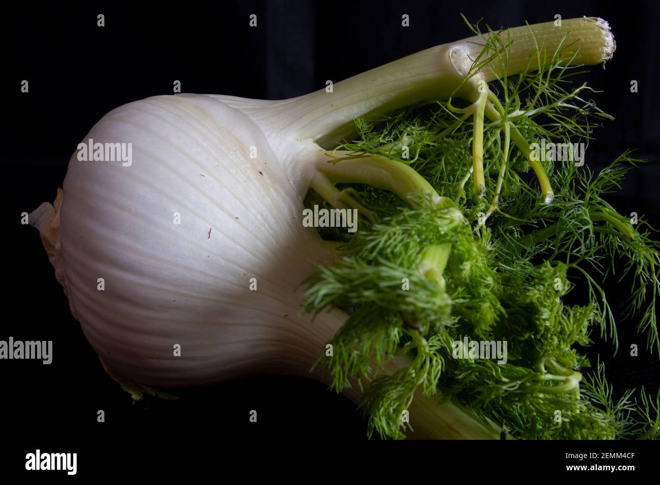 Fennel grass hi-res stock photography and images - Alamy