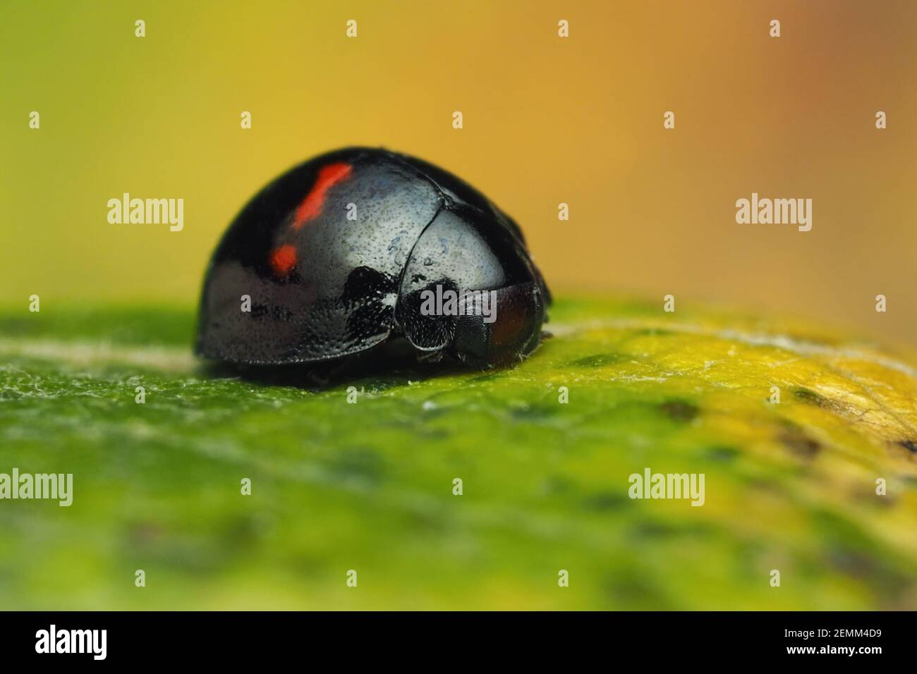 Heather Ladybird (Chilocorus bipustulatus) resting on willow leaf ...