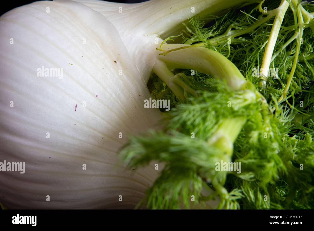 Fennel grass hi-res stock photography and images - Alamy