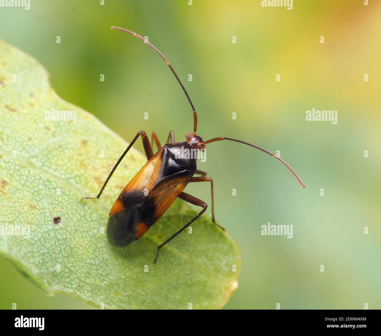 Megacoelum infusum hi-res stock photography and images - Alamy