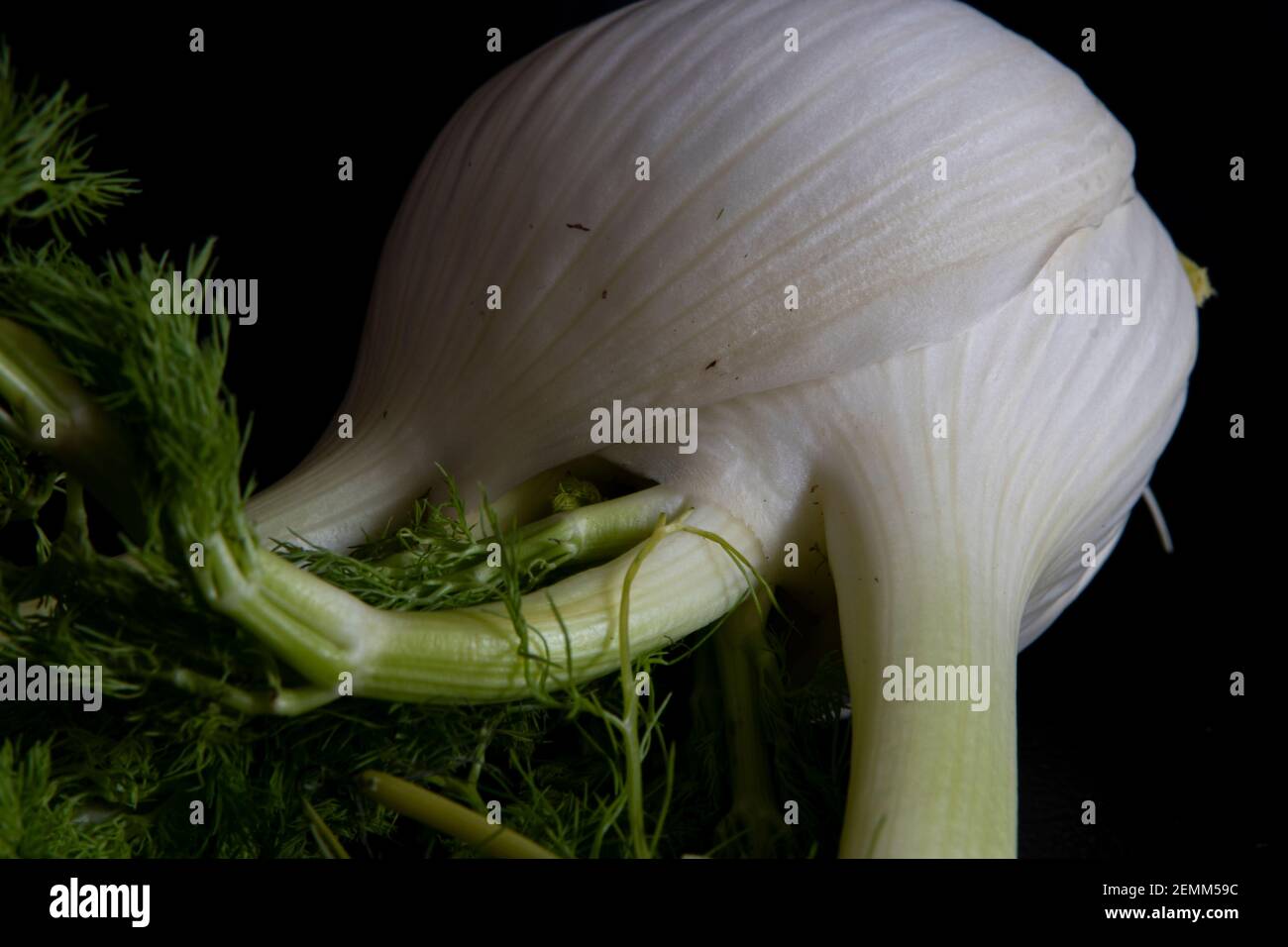 Fennel grass hi-res stock photography and images - Alamy