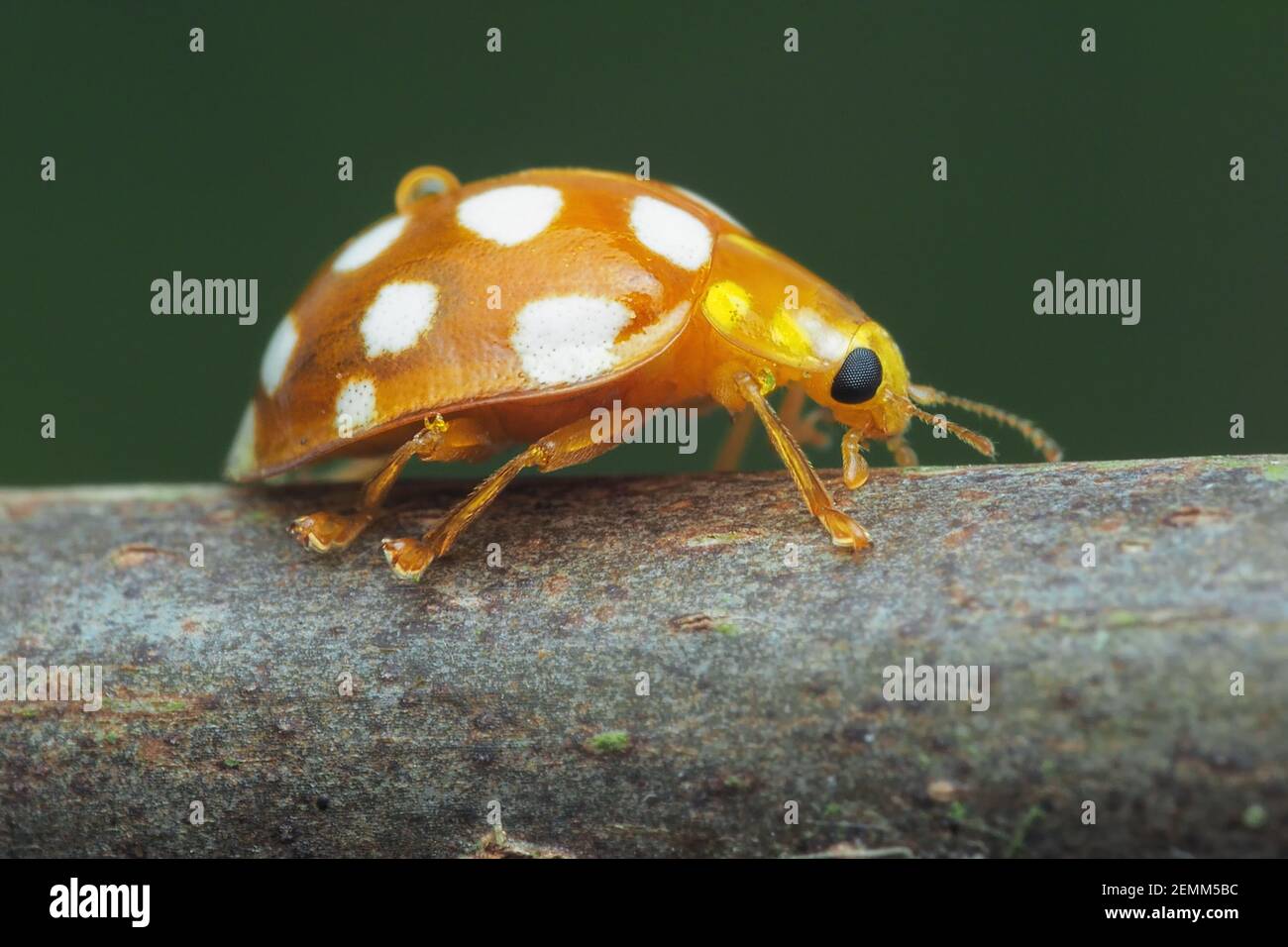 Orange Ladybird (Halyzia 16-guttata) resting on tree branch. Tipperary ...