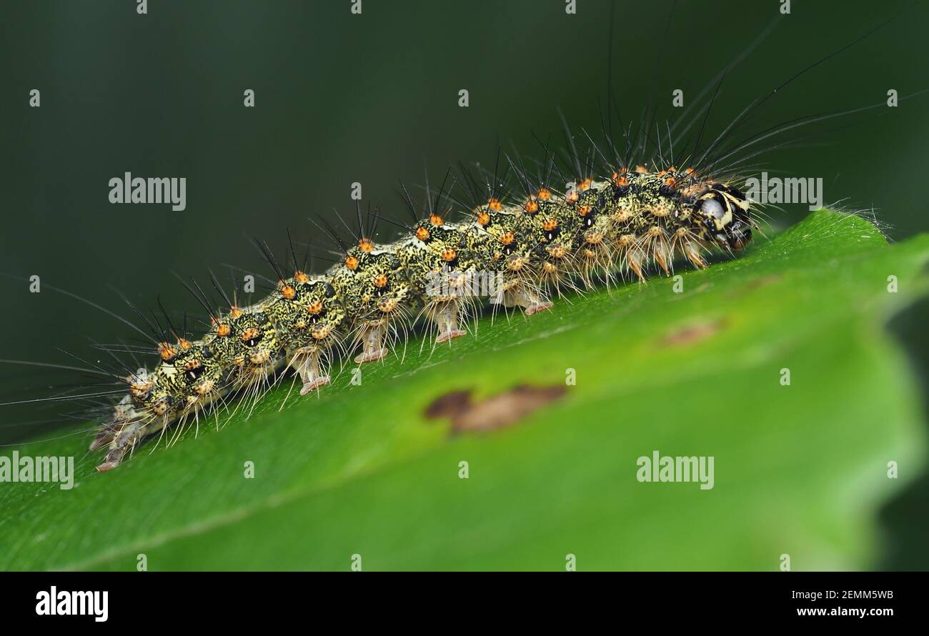 Red Necked Footman moth caterpillar (Atolmis rubricollis) at rest on ...