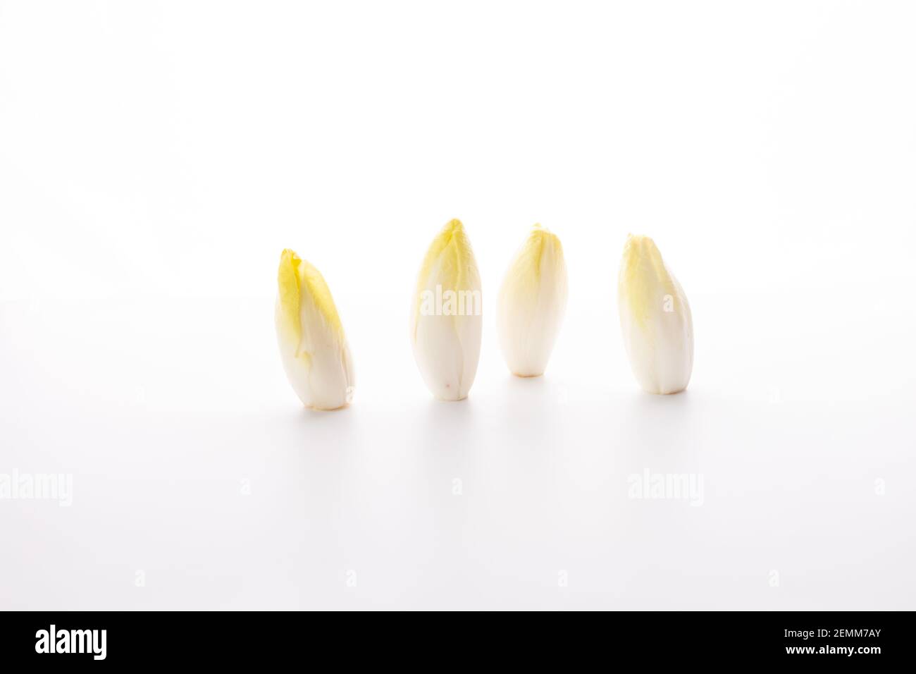 Belgian endive, witloof, row chicory root on wite background Stock ...