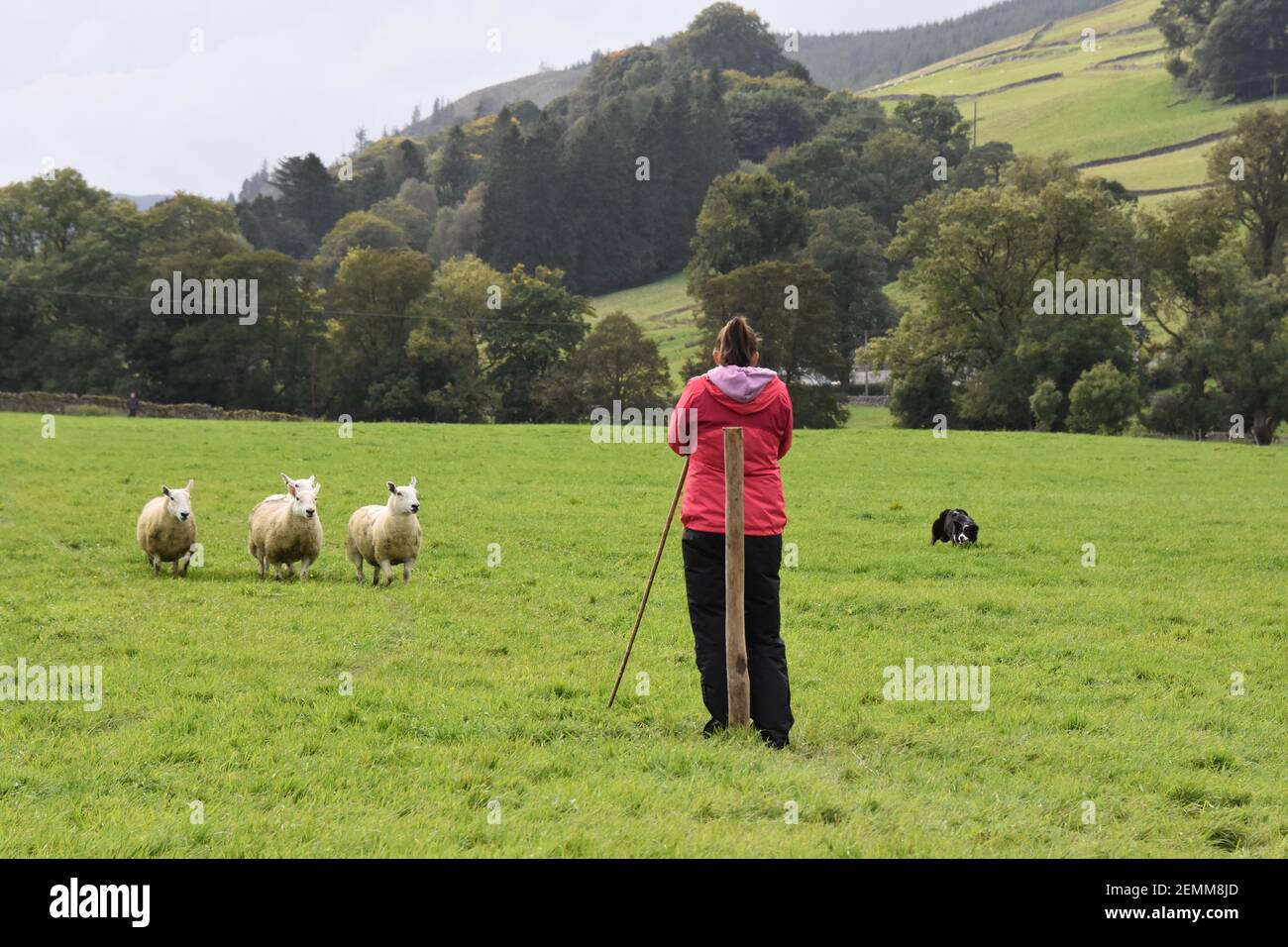 Shepherdess, Chloe Cropper at Moniaive Sheep Dog Trials, Scotland, UK ...