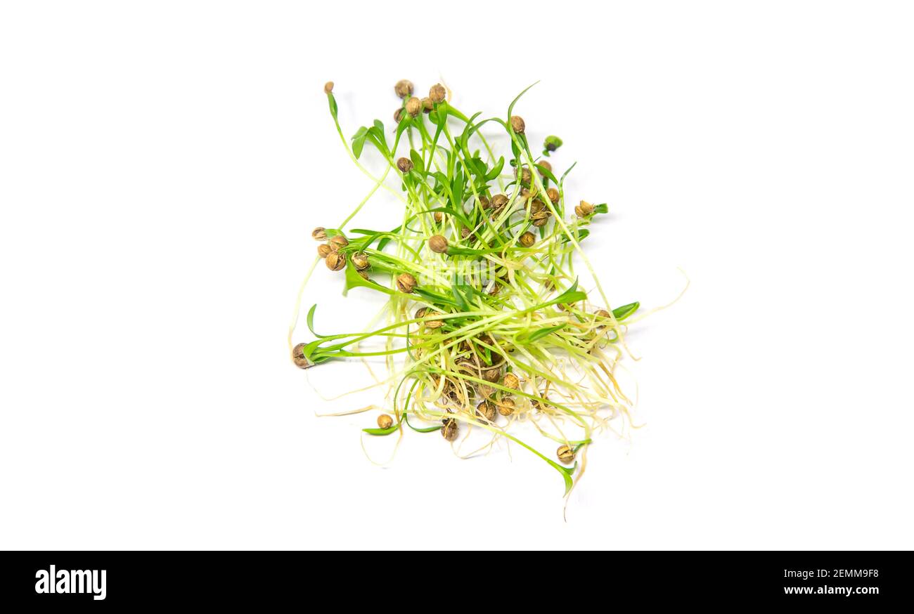Microgreen coriander hi-res stock photography and images - Alamy