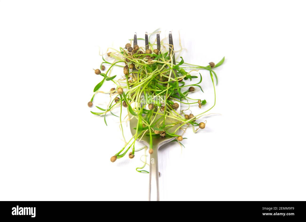 Microgreen coriander hi-res stock photography and images - Alamy