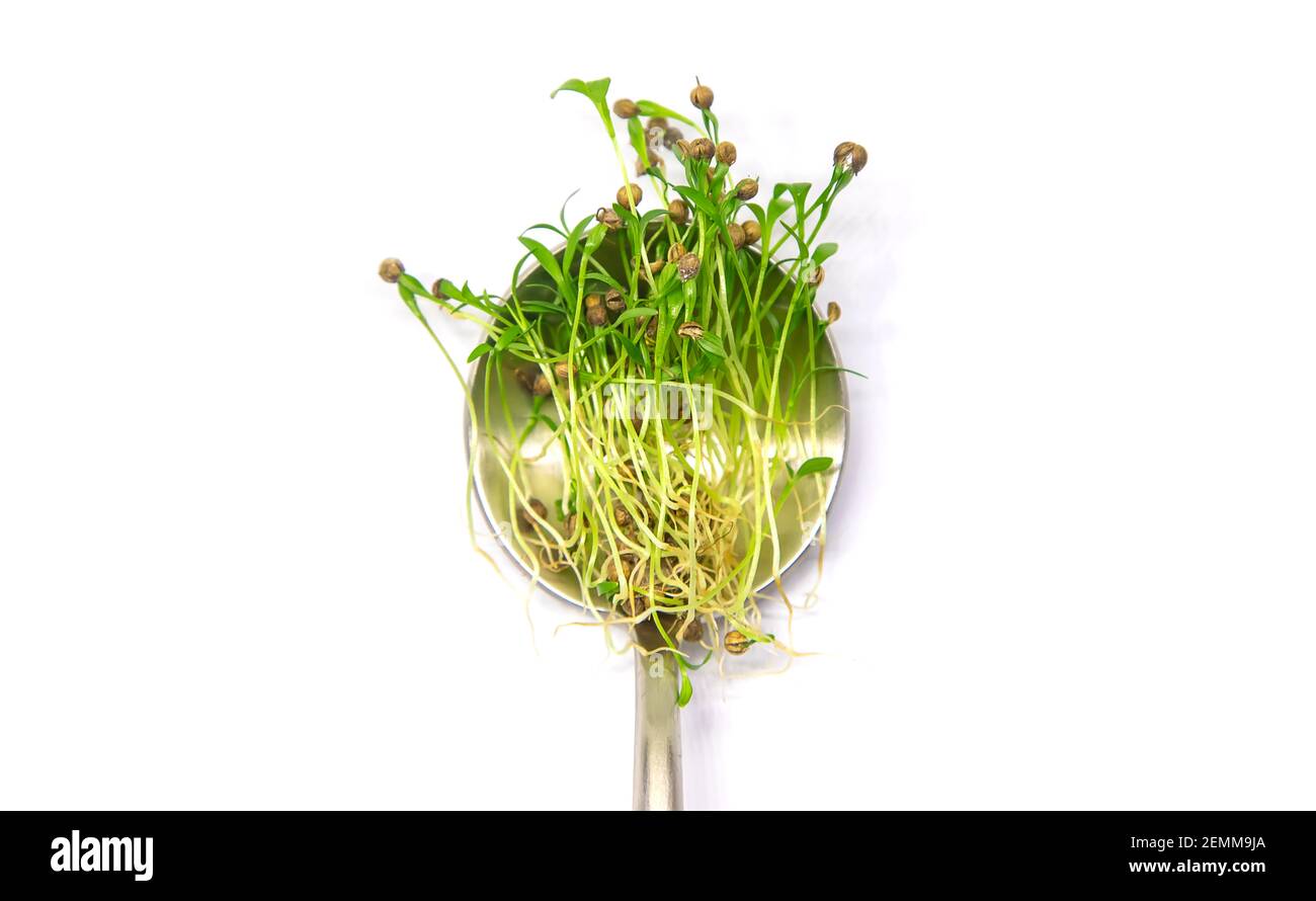 Micro coriander herb hi-res stock photography and images - Alamy