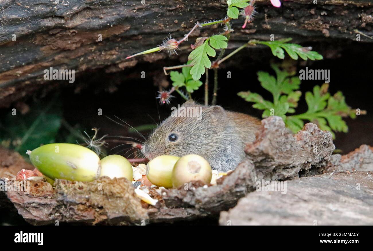 Bank vole collecting seeds and nuts from under the feeders Stock Photo ...