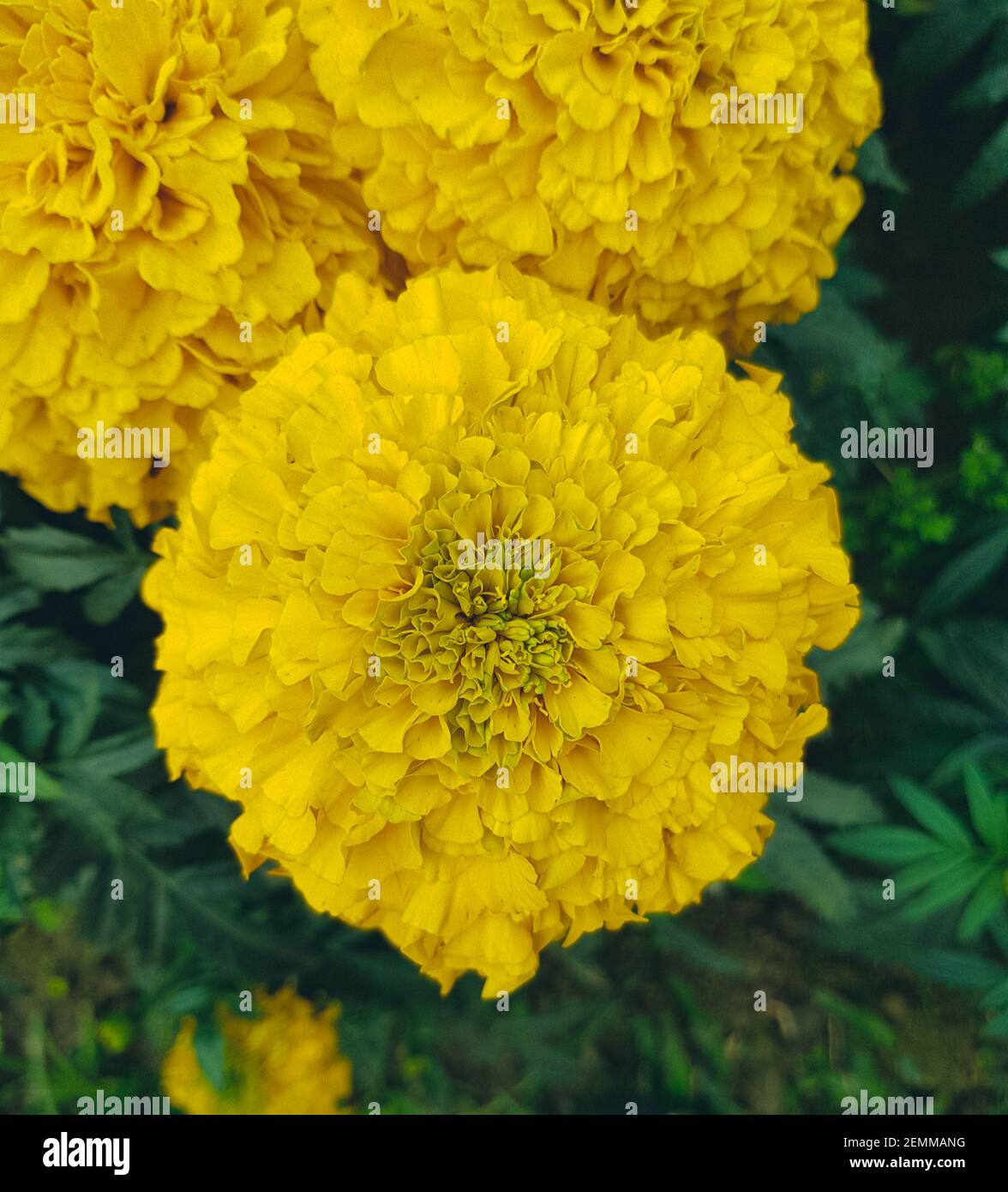 Marigold Flower Vector High Resolution Stock Photography and Images - Alamy