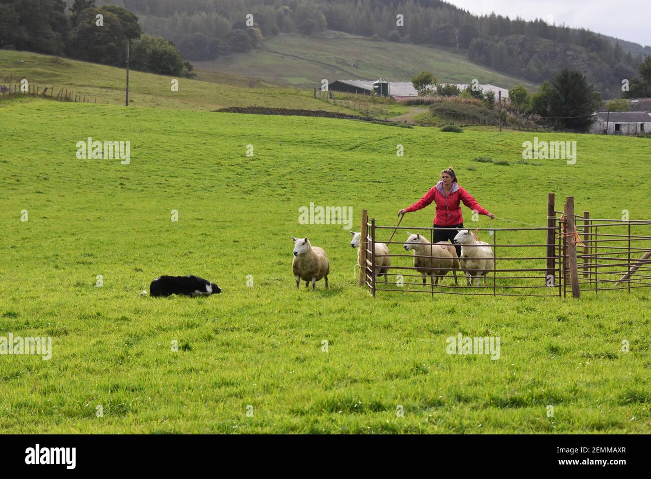 Shepherdess, Chloe Cropper at Moniaive Sheep Dog Trials, Scotland, UK ...
