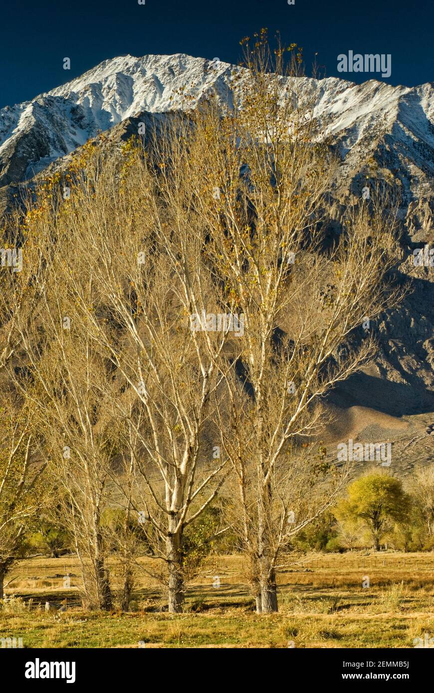 Mt Tom in Eastern Sierra Nevada and cottonwood trees at sunrise in ...