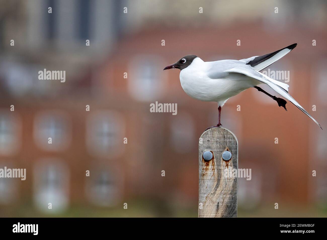 Perched on one leg hi-res stock photography and images - Alamy