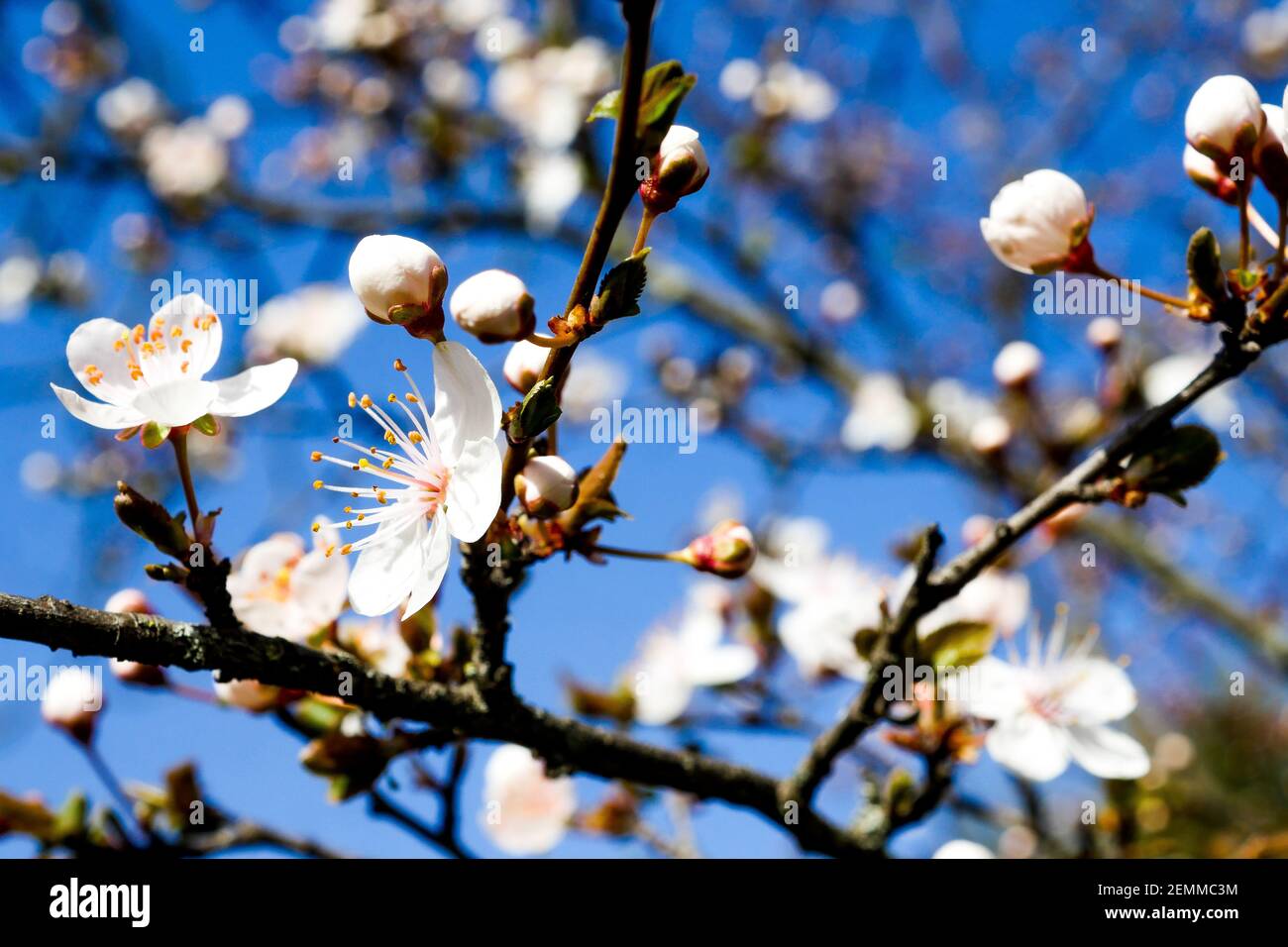 Flowering Japanese cherry tree, France Stock Photo - Alamy