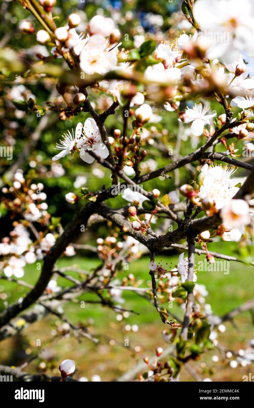 Flowering Japanese cherry tree, France Stock Photo - Alamy