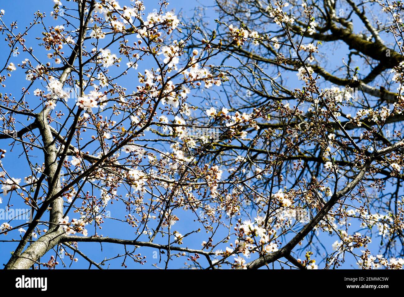 Flowering Japanese cherry tree, France Stock Photo - Alamy