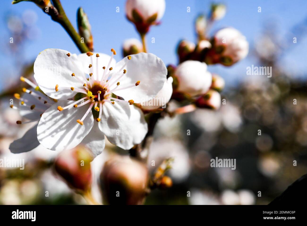 Flowering Japanese cherry tree, France Stock Photo - Alamy