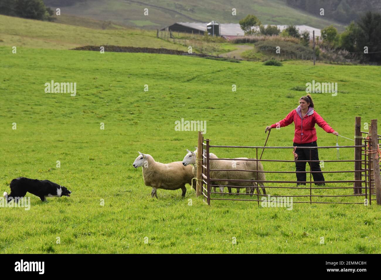 Shepherdess, Chloe Cropper at Moniaive Sheep Dog Trials, Scotland, UK ...