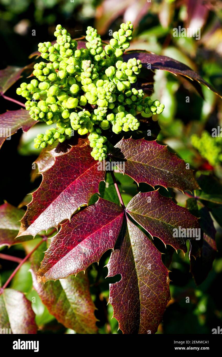 Mahonia spp hi-res stock photography and images - Alamy