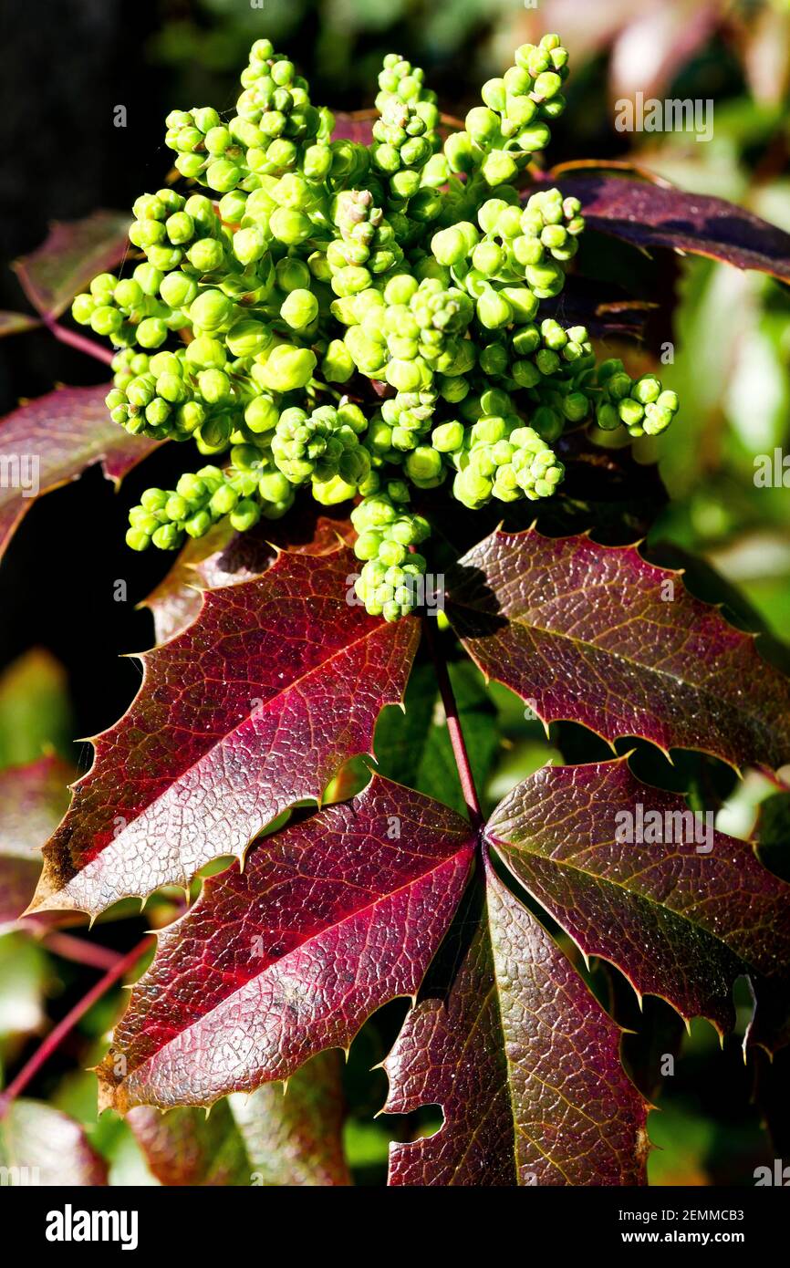 Flowering Mahonia (Mahonia spp.), early springtime, France Stock Photo ...