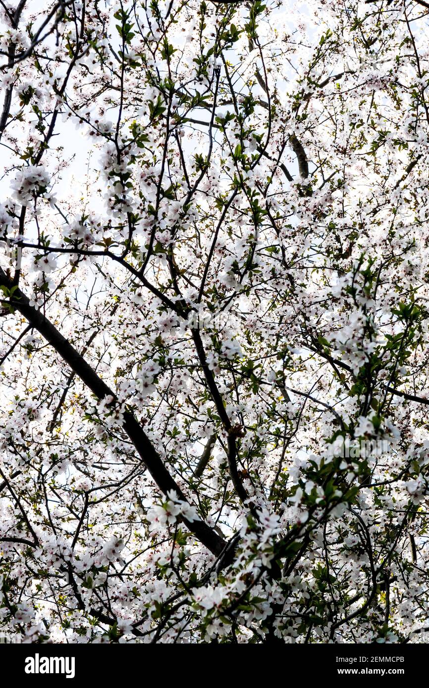 Flowering Japanese cherry tree, France Stock Photo - Alamy