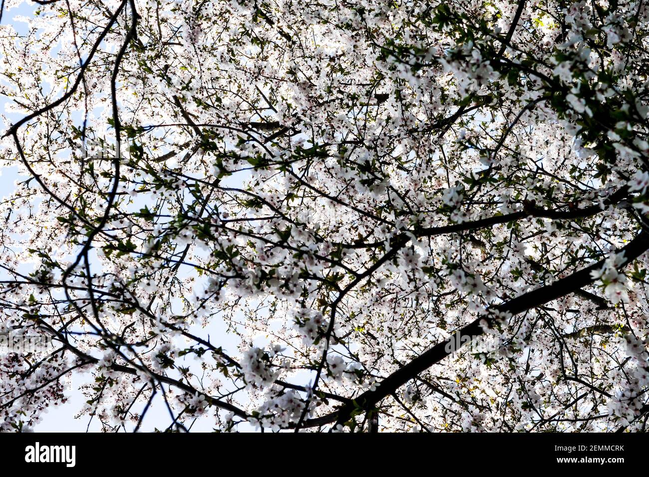 Flowering Japanese cherry tree, France Stock Photo - Alamy
