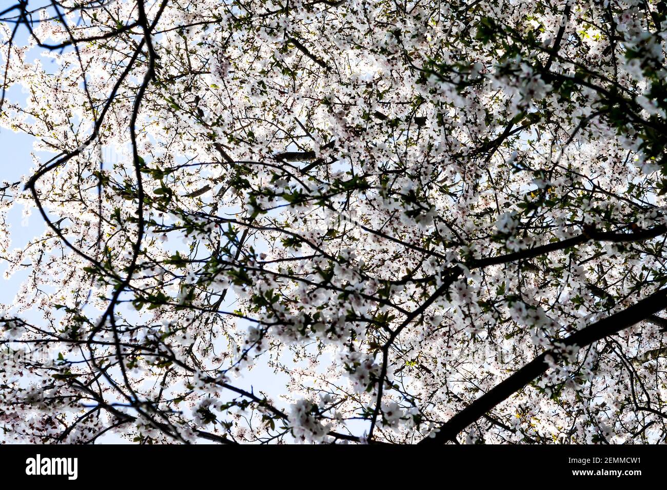 Flowering Japanese cherry tree, France Stock Photo - Alamy