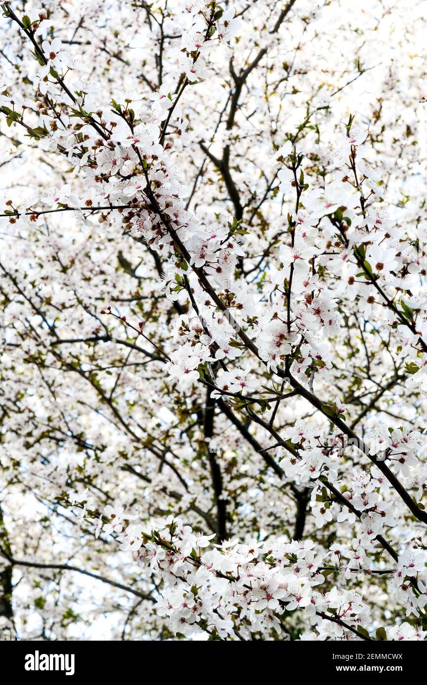 Flowering Japanese cherry tree, France Stock Photo - Alamy