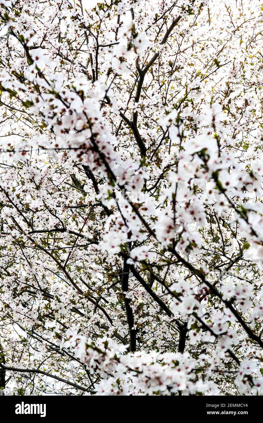 Flowering Japanese cherry tree, France Stock Photo - Alamy