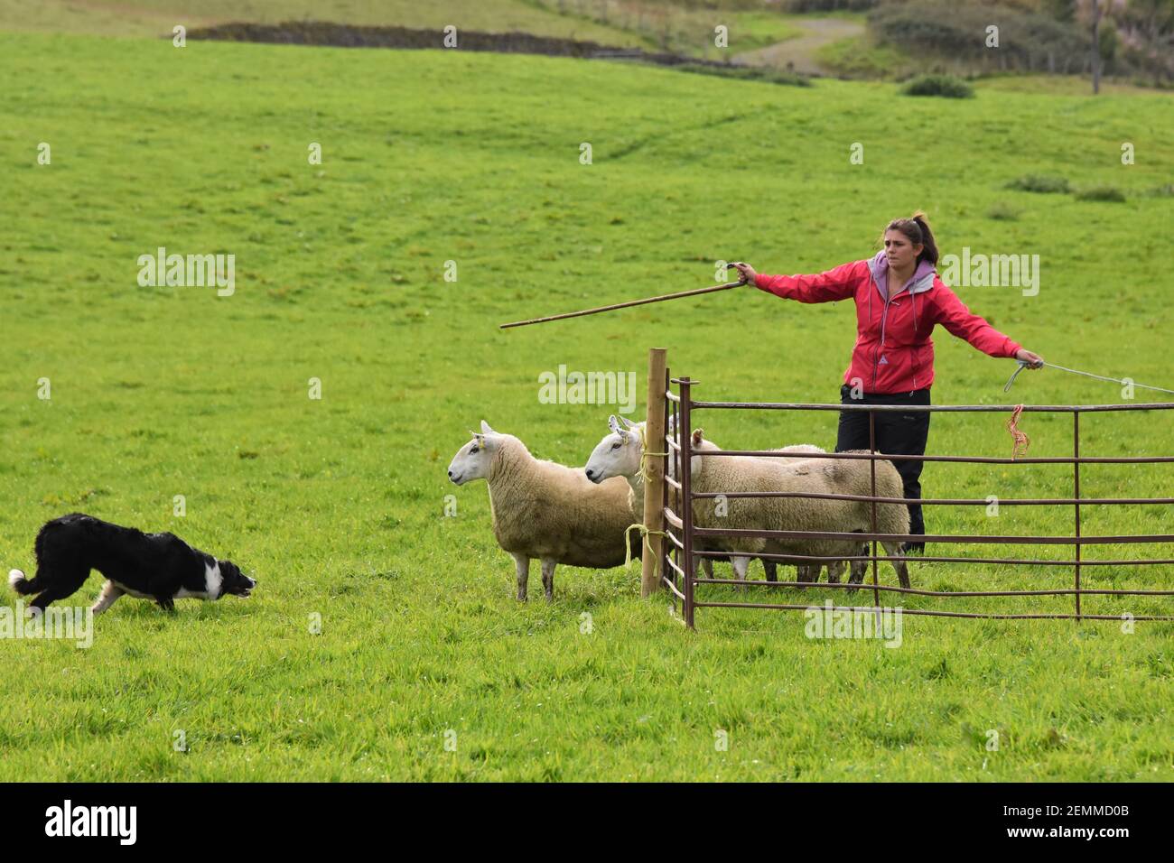 Shepherdess, Chloe Cropper at Moniaive Sheep Dog Trials, Scotland, UK ...