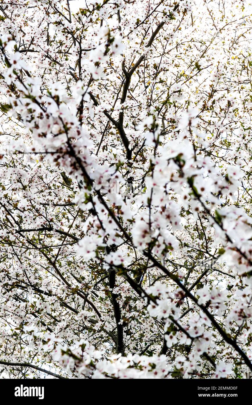 Flowering Japanese cherry tree, France Stock Photo - Alamy