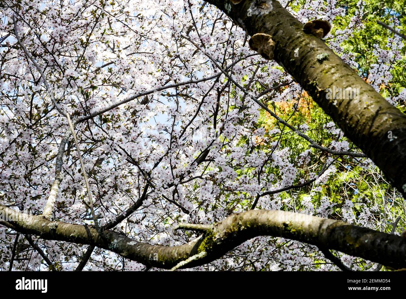 Flowering Japanese cherry tree, France Stock Photo - Alamy