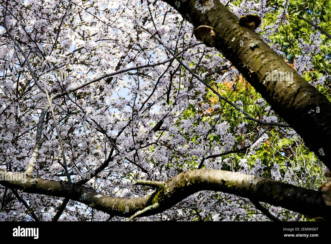 Flowering Japanese cherry tree, France Stock Photo - Alamy