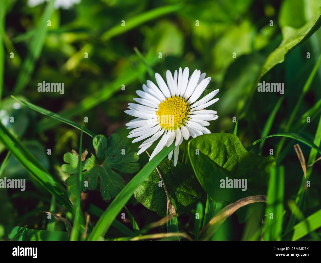 Alternative medici hi-res stock photography and images - Alamy