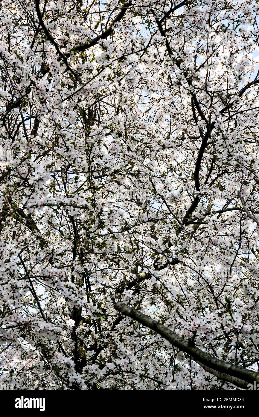 Flowering Japanese cherry tree, France Stock Photo - Alamy