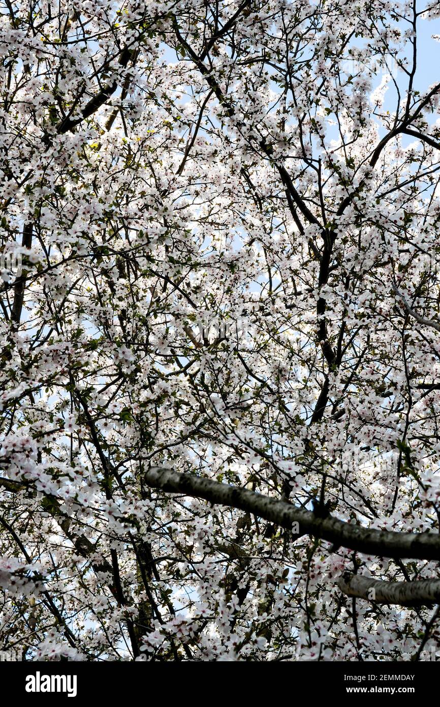 Flowering Japanese cherry tree, France Stock Photo - Alamy