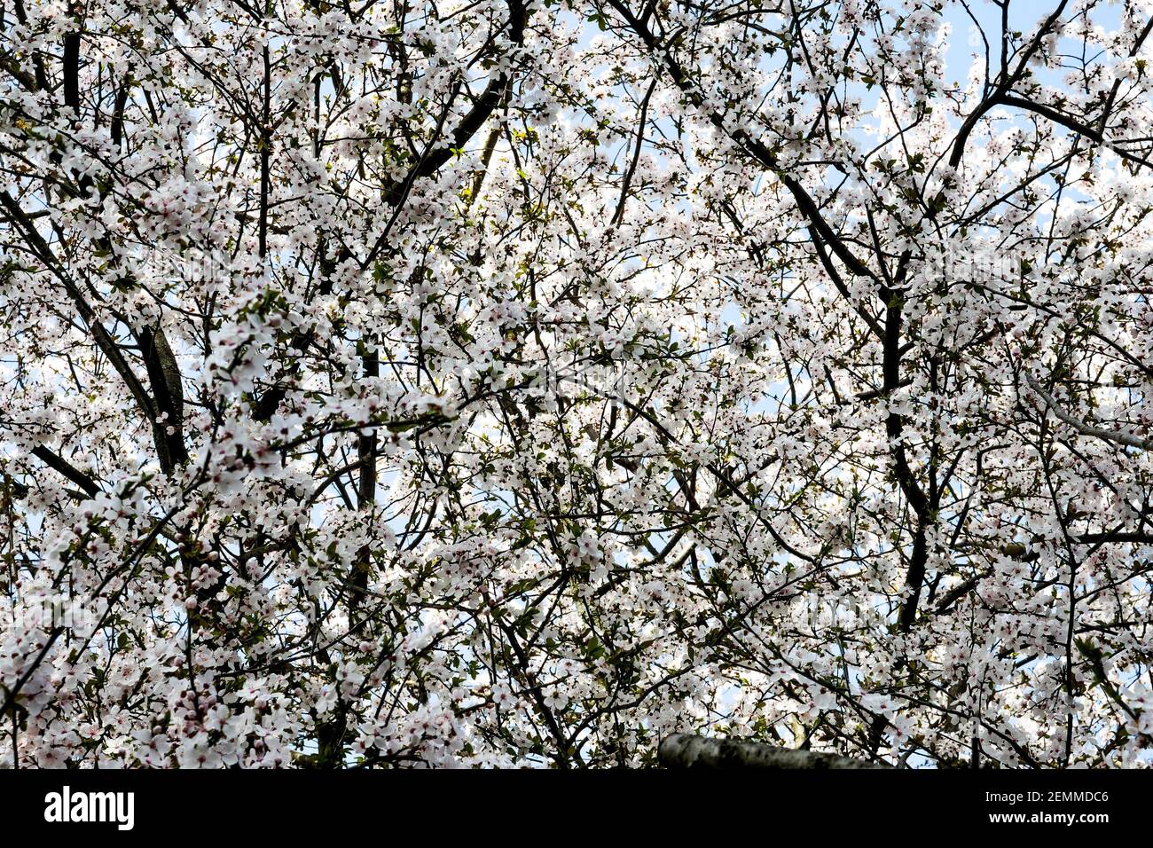 Flowering Japanese cherry tree, France Stock Photo - Alamy
