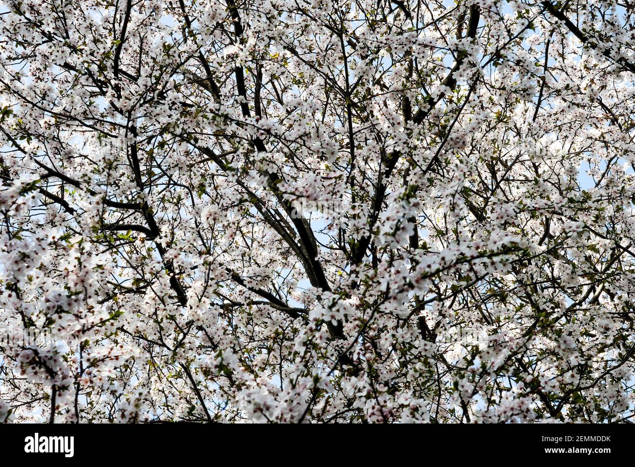 Flowering Japanese cherry tree, France Stock Photo - Alamy