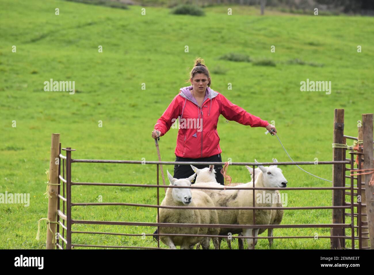 Shepherdess, Chloe Cropper at Moniaive Sheep Dog Trials, Scotland, UK ...