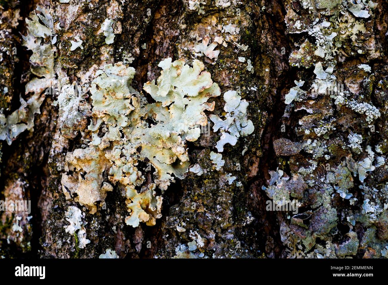 Lichens growing on a catalpa tree trunk, Lyon, France Stock Photo - Alamy